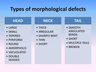 SEMEN ANALYSIS & W.H.O CRITERIA 2010 | PDF