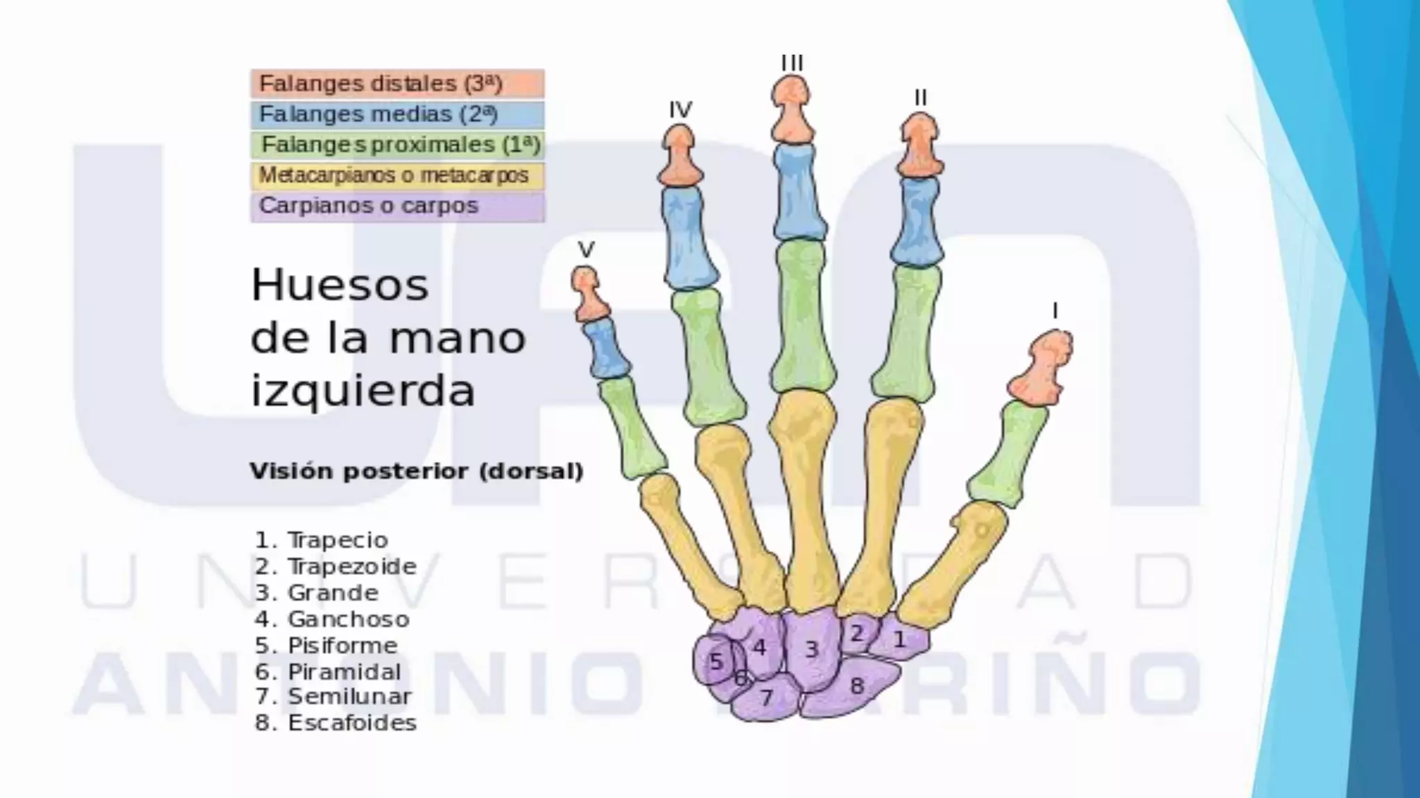 EDAD ESQUELETICA- odontopediatria- CARPOGRAMA ANATOMIA DE LA MANO | PPTX