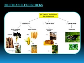 GENETIC VARIABILITY AS BACKGROUND FOR THE PROSPECTS OF MAIZE ...