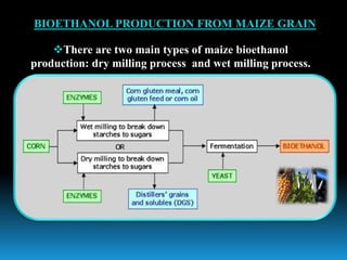 GENETIC VARIABILITY AS BACKGROUND FOR THE PROSPECTS OF MAIZE ...