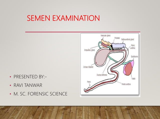 Semen Analysis | PPTX | Infertility | Reproductive Health