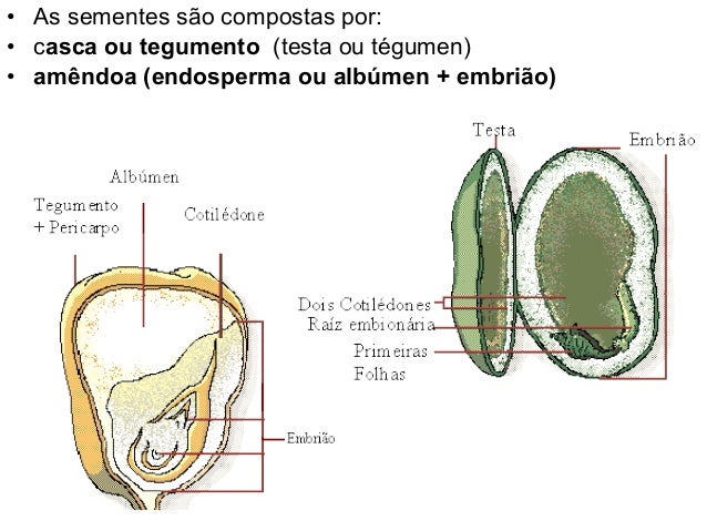 Endosperma Primario Histologia E Morfologia Das Angiospermas Ppt