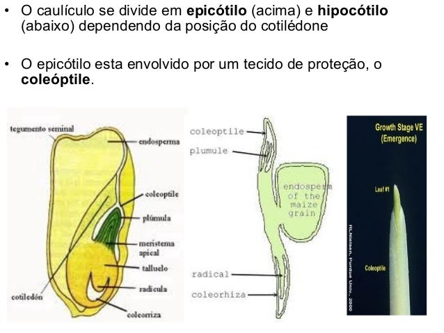 Endosperma Primario Histologia E Morfologia Das Angiospermas Ppt
