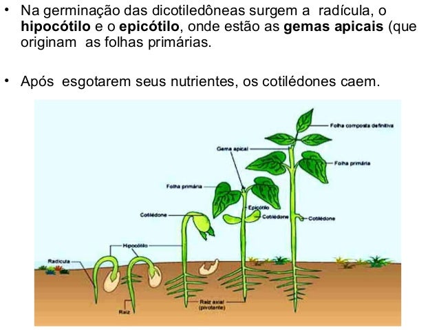Semente e germinação
