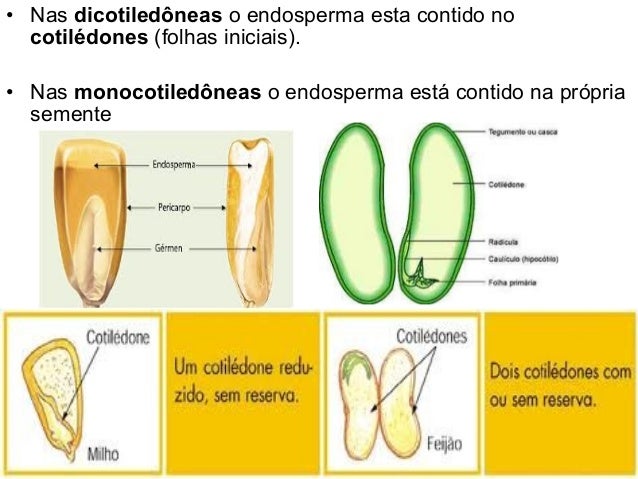Endosperma Primario Histologia E Morfologia Das Angiospermas Ppt