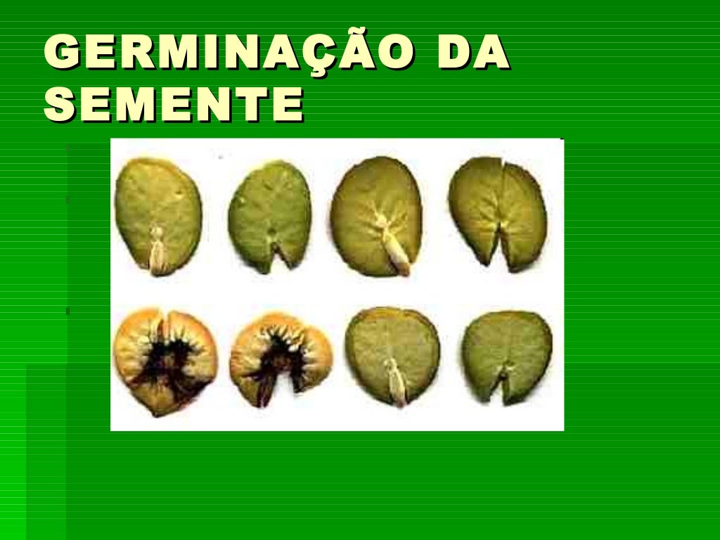 Sementes