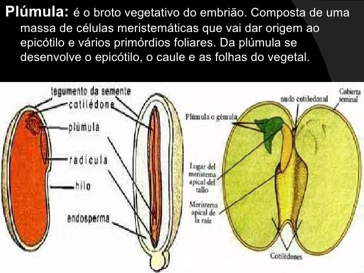 Sementes - Morfologia Vegetal