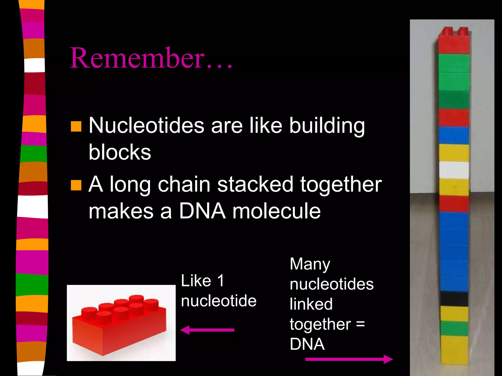 DNA structure lesson | PPTX