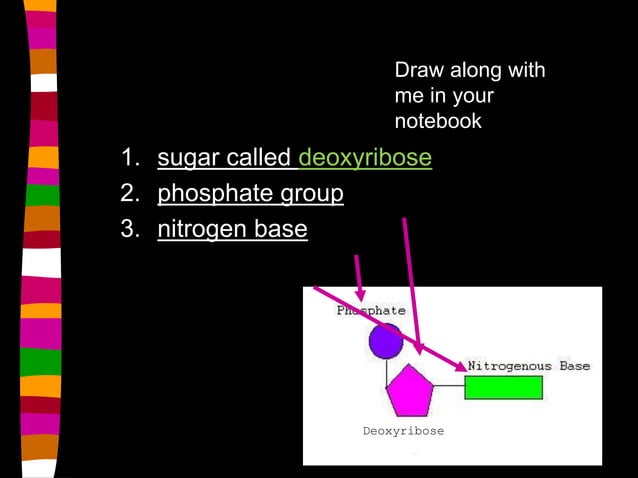 DNA structure lesson | PPT