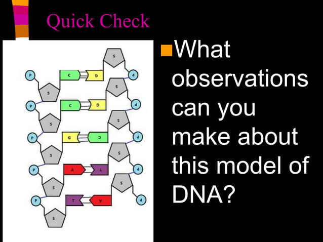 DNA structure lesson | PPTX
