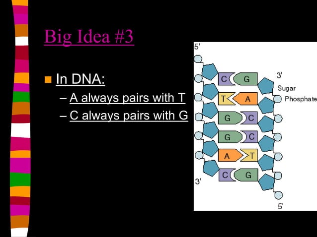 DNA structure lesson | PPTX