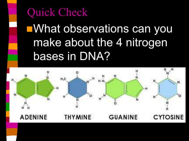 DNA structure lesson | PPTX