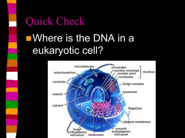 DNA structure lesson | PPTX