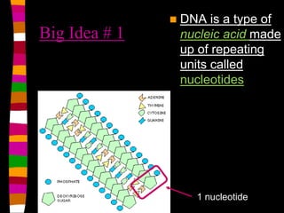DNA structure lesson | PPTX
