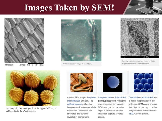 SEM & FESEM.pptx