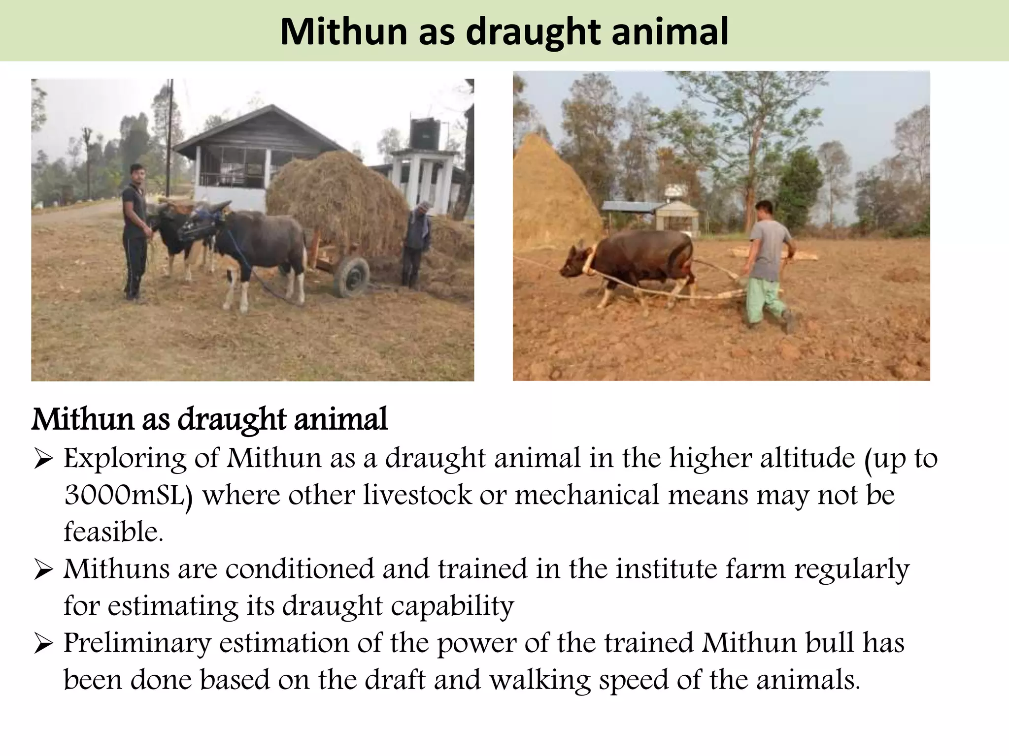 Semi-intensive .pptx