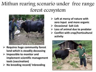 Semi-intensive .pptx