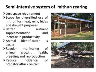 Semi-intensive .pptx