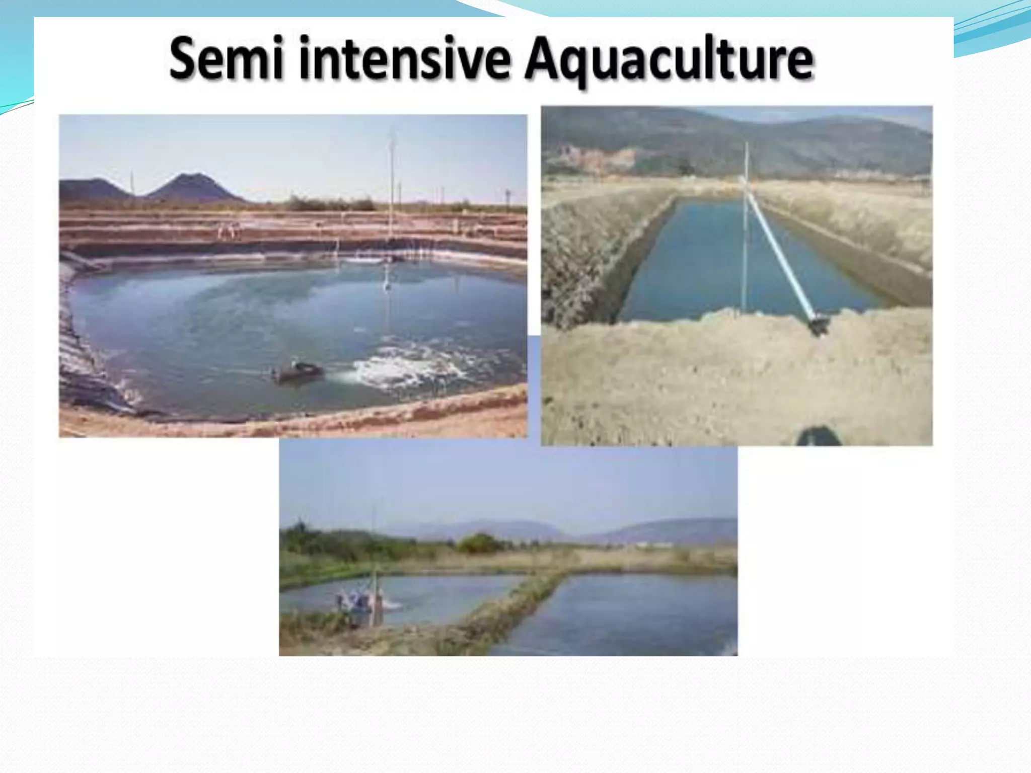 Semi intensive fish culture system | PPTX