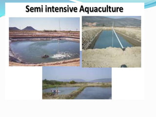 Semi intensive fish culture system