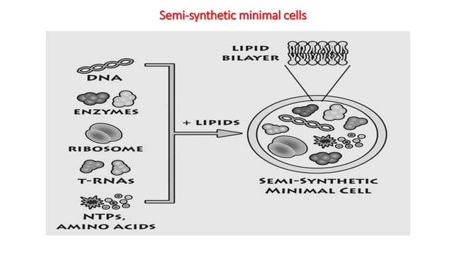 Semi synthetic minimal cells | PPT