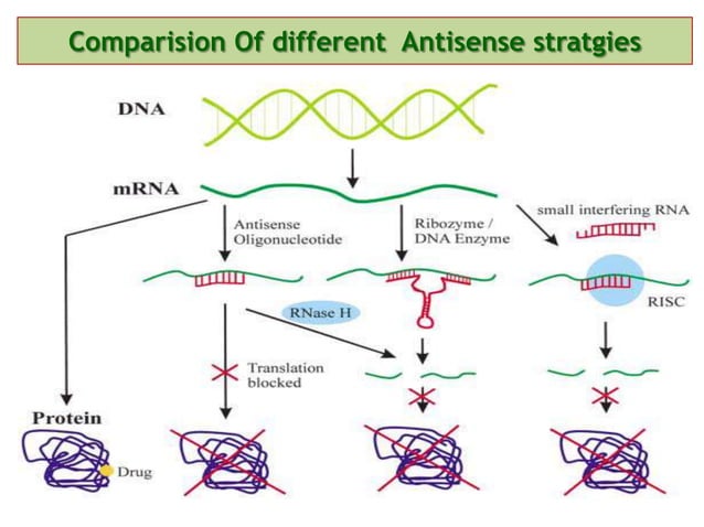 antisense technology | PPT