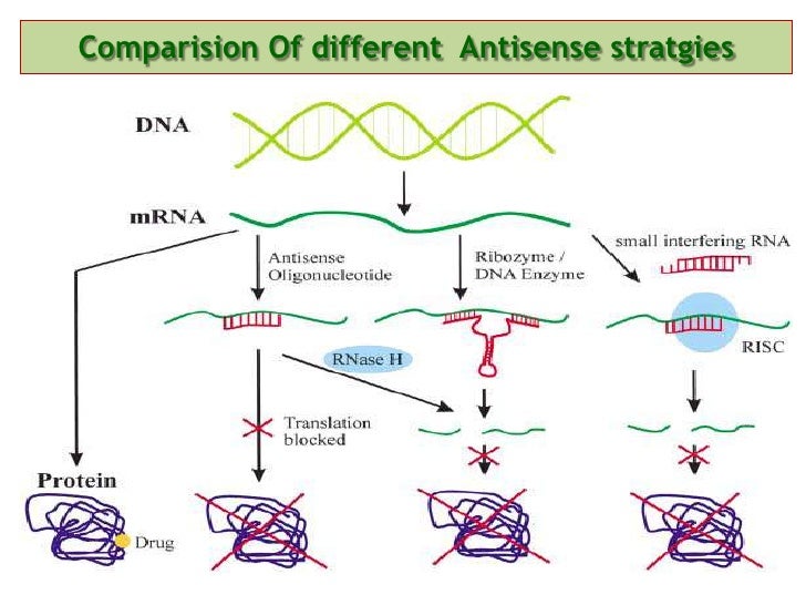 antisense technology