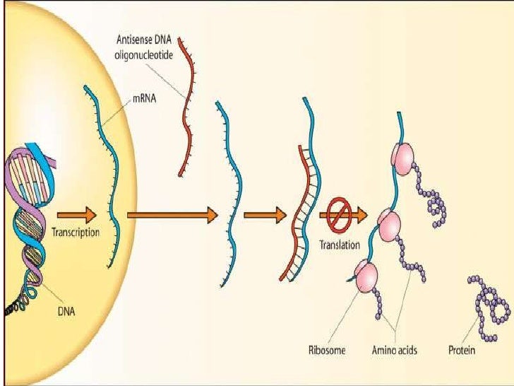 antisense technology