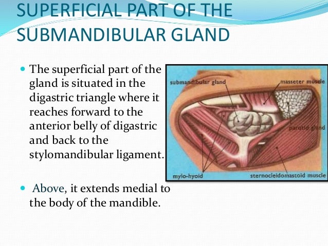 Submandibular Gland Anatomy Figure
