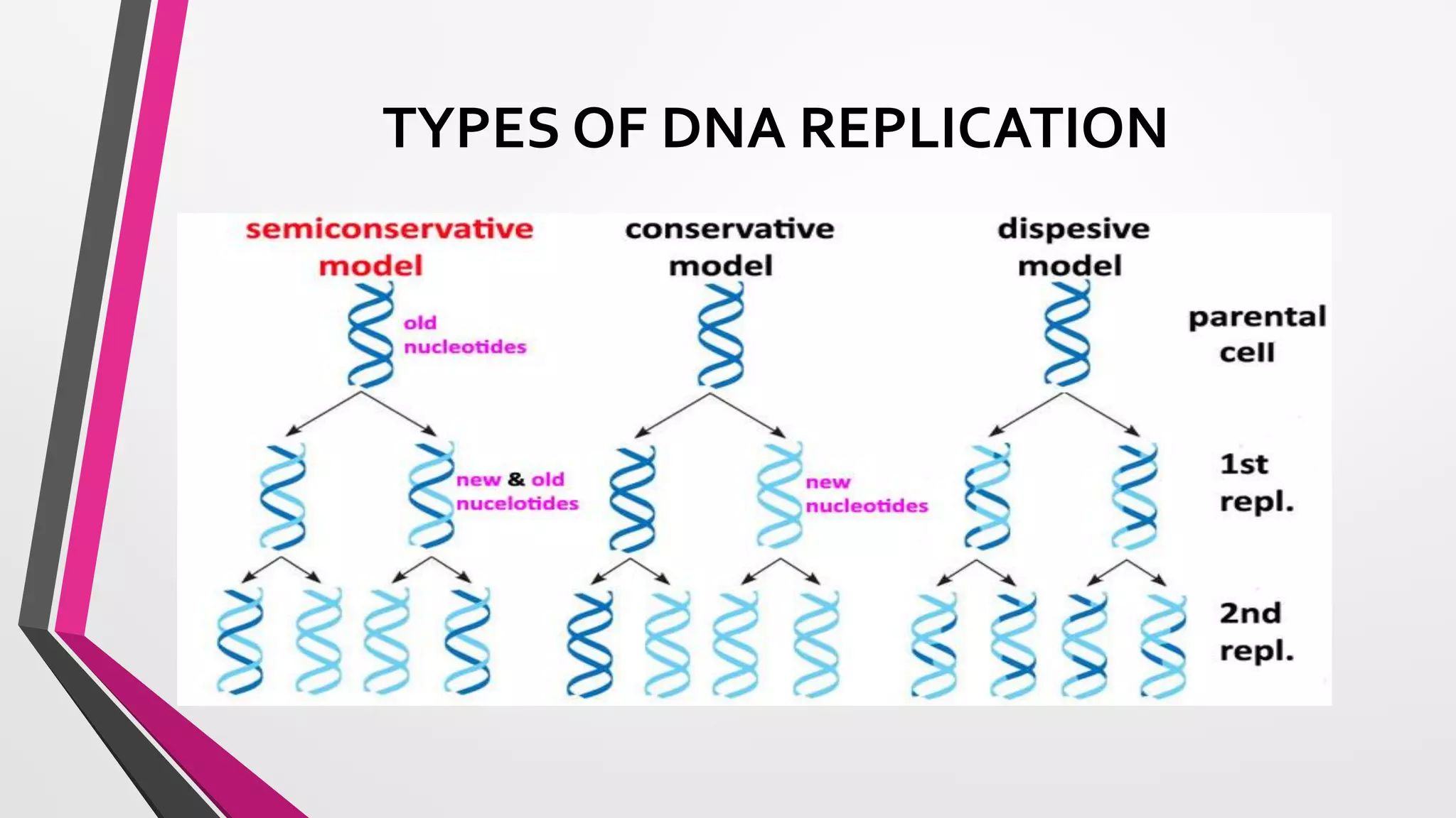 Semiconservative replication | PDF