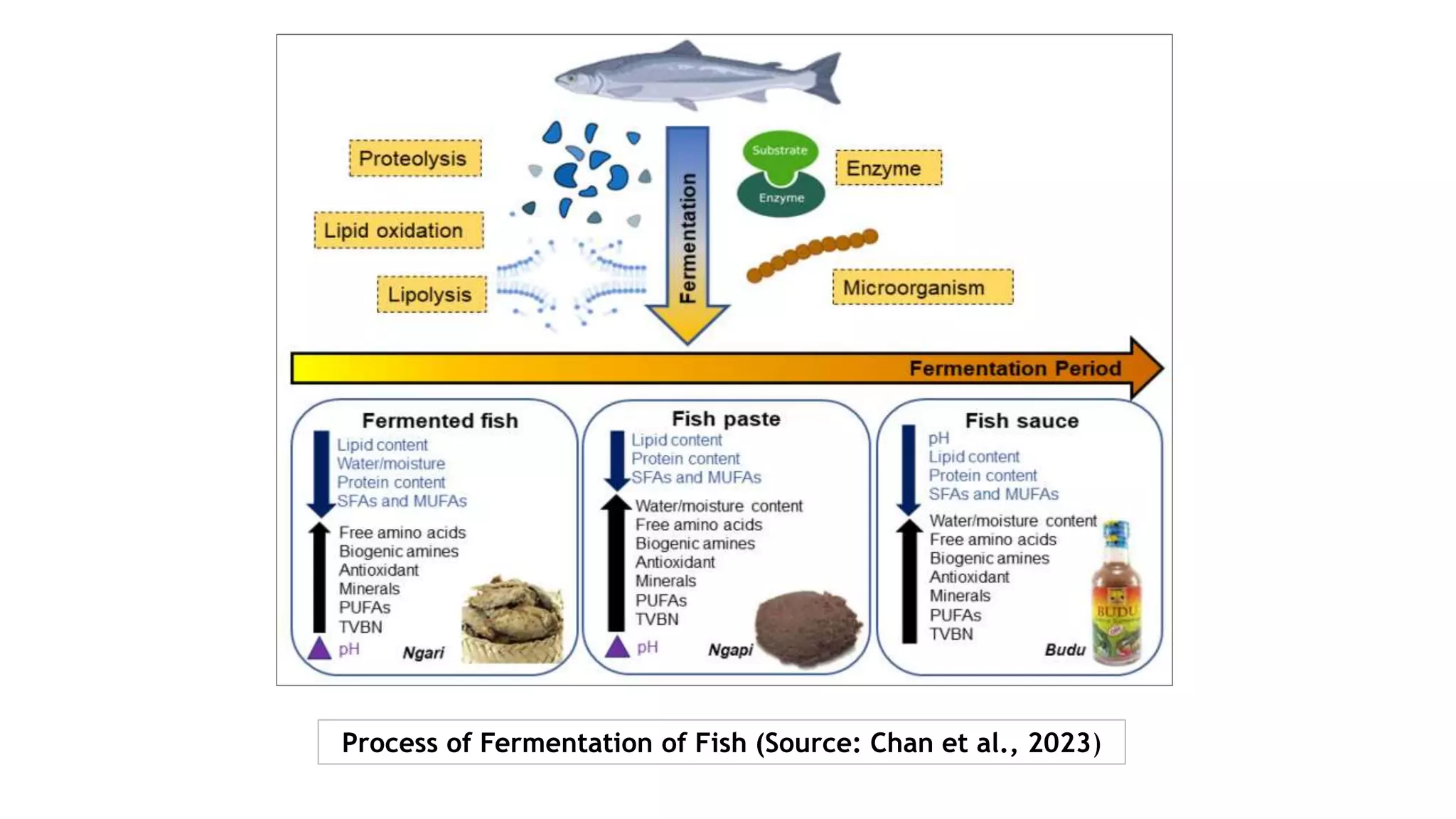 Semi fermented and fermented fish products.pptx