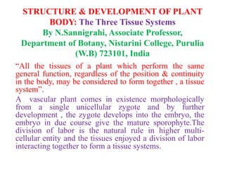 Plant Tissue Systems | PDF