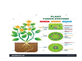 Plant Tissue Systems | PDF