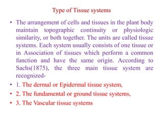 Plant Tissue Systems | PDF