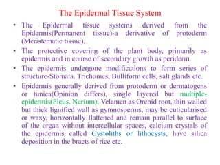 Plant Tissue Systems | PDF