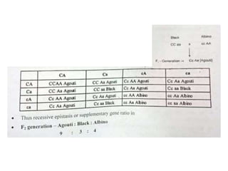 Interaction of genes: Epistasis, Codominance and incomplete dominance ...