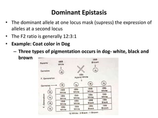 Interaction of genes: Epistasis, Codominance and incomplete dominance ...