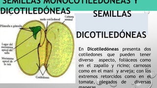 ANATOMÍA DE LA SEMILLA | PPTX