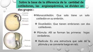 ANATOMÍA DE LA SEMILLA | PPTX