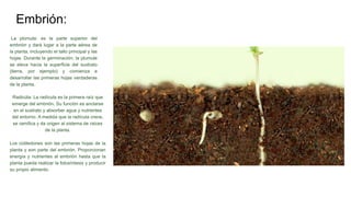 Semilla. botánica general estructuras y germinación | PPTX