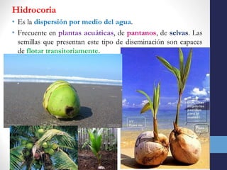 presentacion de semillas botanica y biologia vegetal | PDF