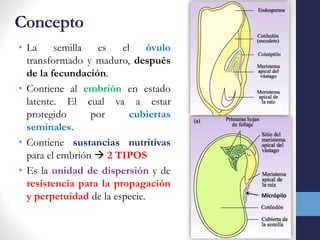 presentacion de semillas botanica y biologia vegetal | PDF