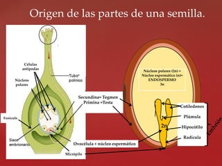 presentacion de semillas botanica y biologia vegetal | PDF