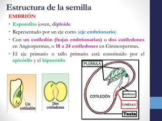 presentacion de semillas botanica y biologia vegetal | PDF