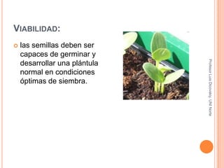 Semillas de Hortalizas | PPTX