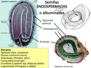 Semilla y germinación 2017 | PDF