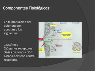 Semilogia del dolor | PDF