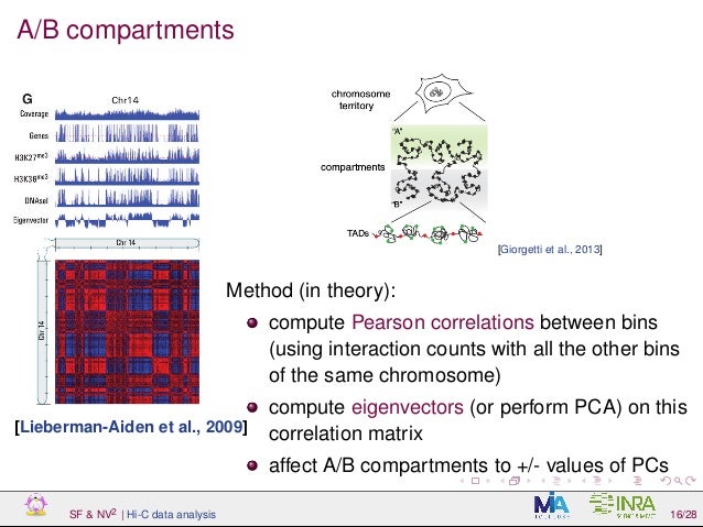 Investigating The 3d Structure Of The Genome With Hi C Data Analysis