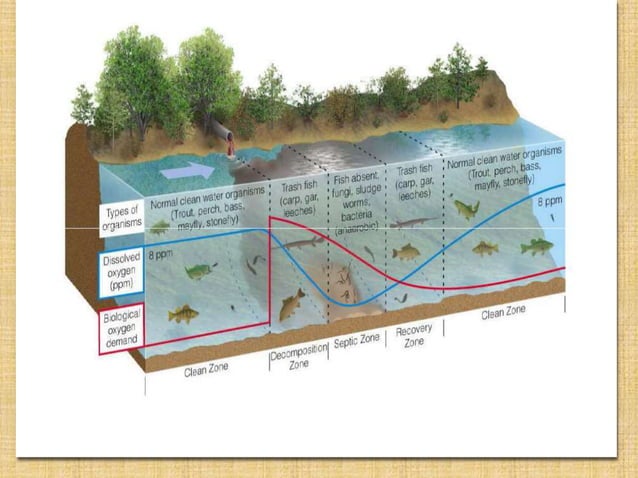 self purification of streams Seminan ppt | PPTX