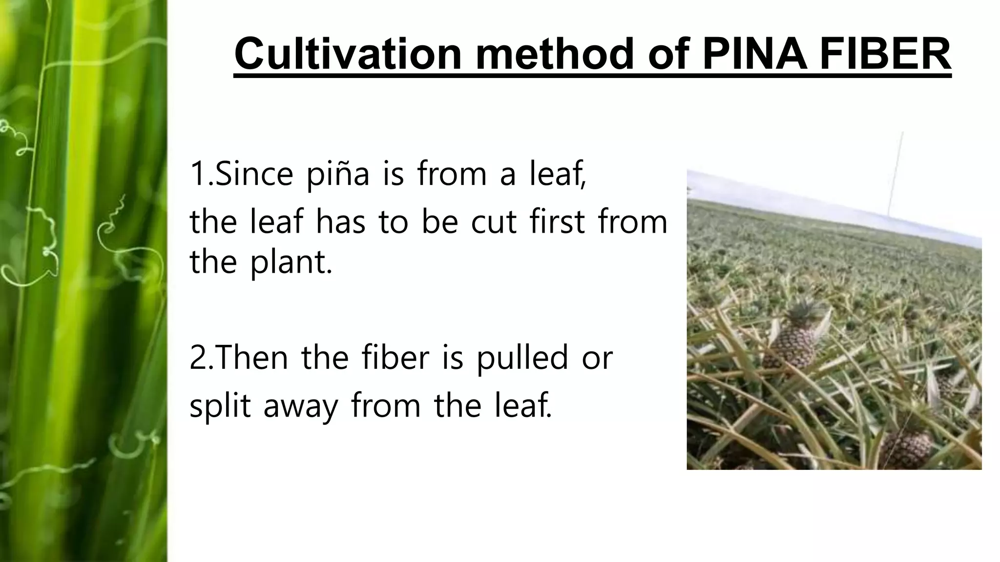 PINA FIBER | PPTX